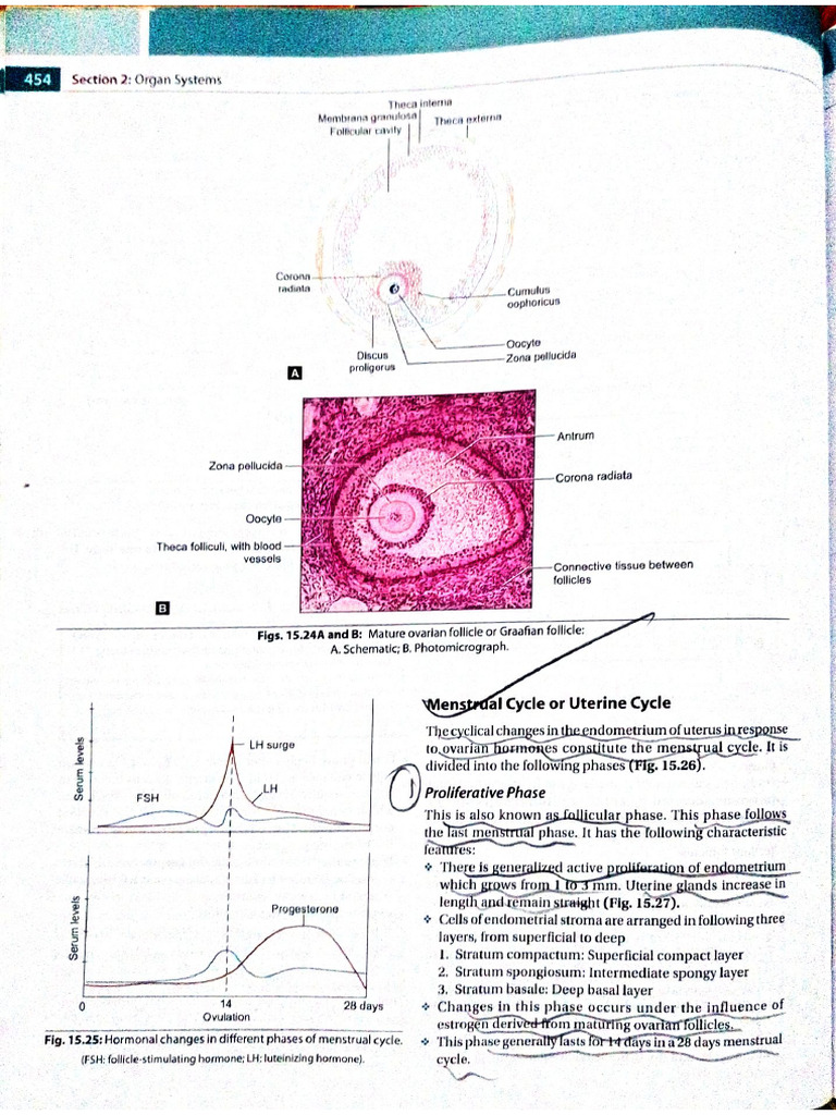Applied Anatomy | PDF
