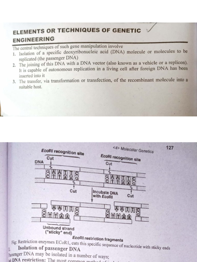 Molecular Genetics | PDF