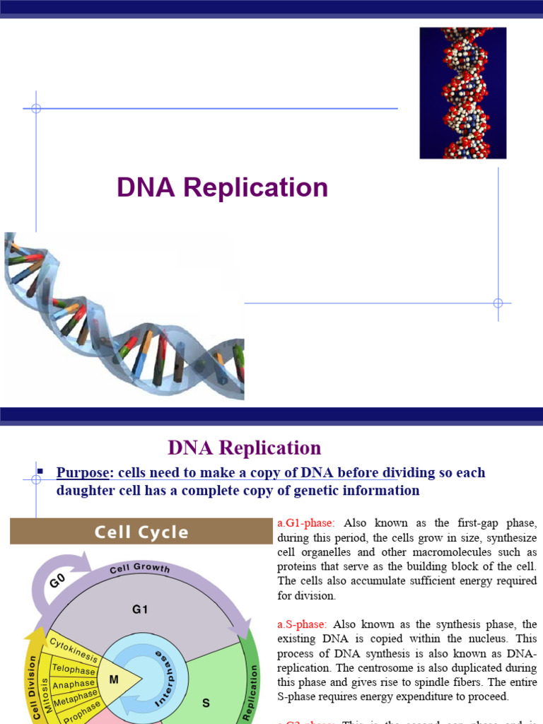 DNA Replication | Download Free PDF | Dna Replication | Primer ...