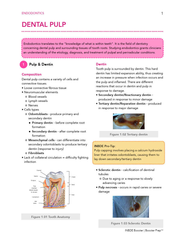Endodontics: Pulp & Dentin Insights | PDF | Dentin | Human Tooth