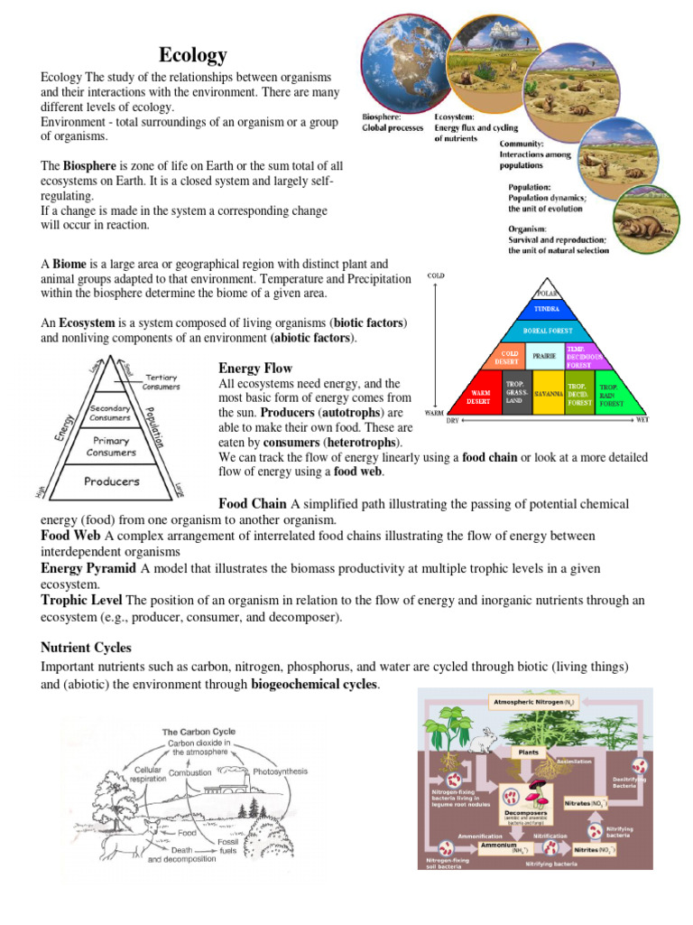 Ecology Summary | PDF | Ecosystem | Food Web
