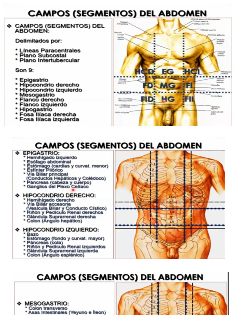Presentación Anatomía Pared Abdominal | PDF