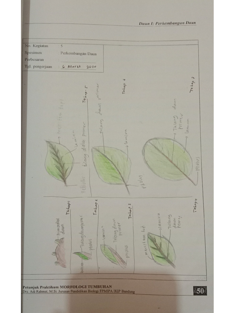 Bab V - Daun I Perkembangan Daun | PDF