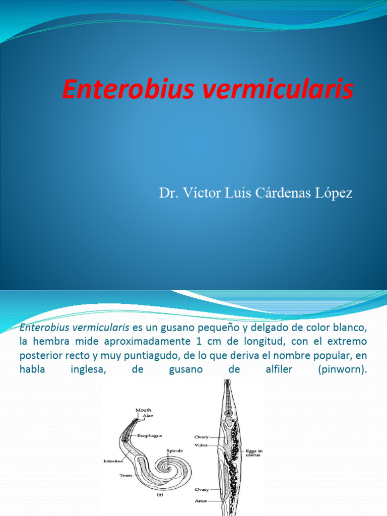 Enterobius Vermi | PDF | Especialidades Medicas