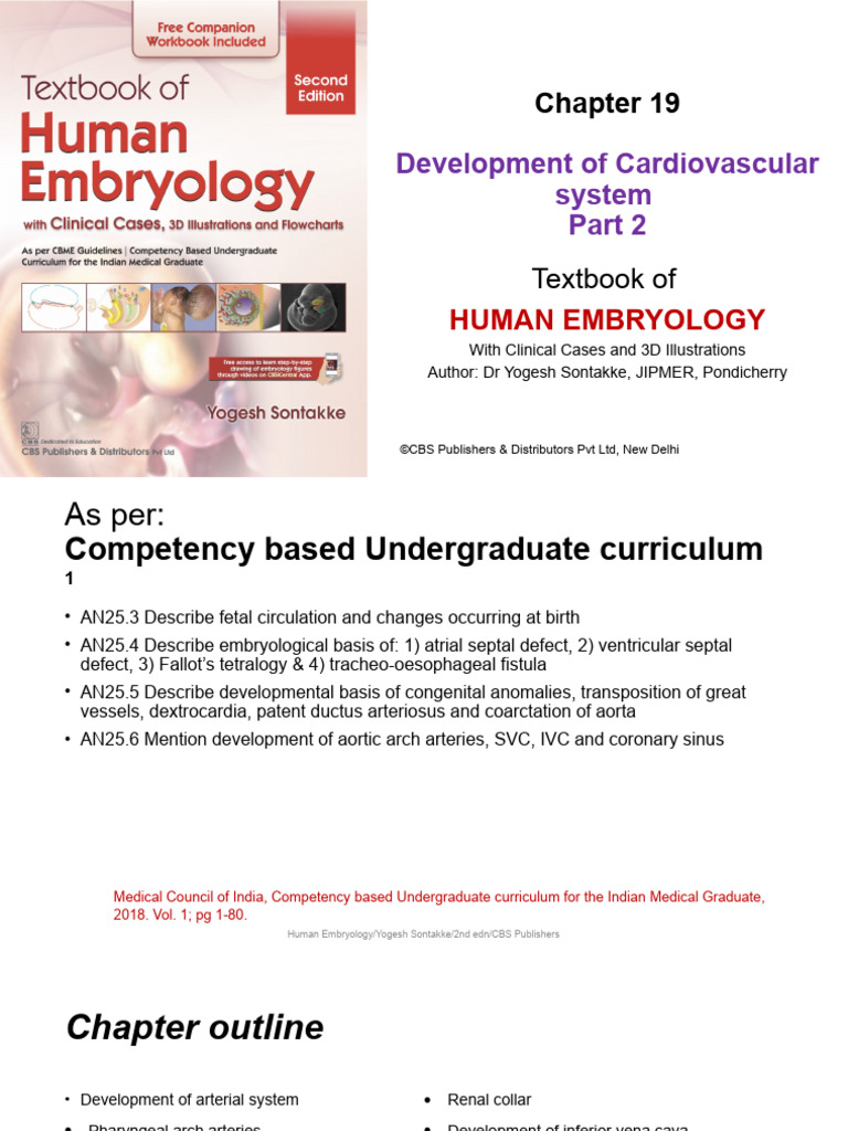 Development of the Cardiovascular System | PDF | Aorta | Vein