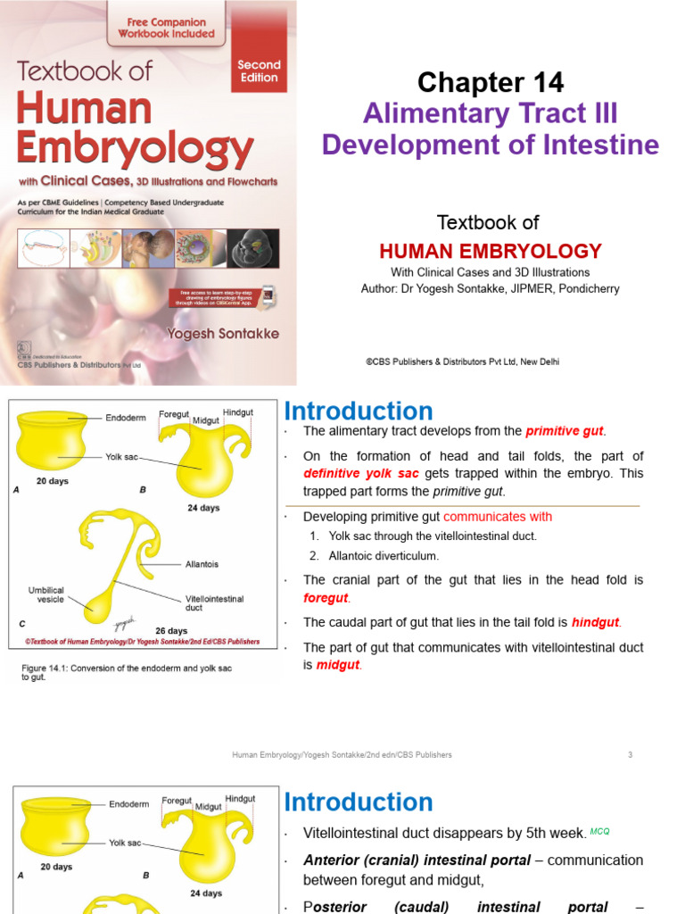 Intestinal Development in Human Embryology | PDF | Esophagus ...