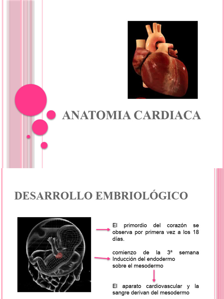 Anatomiacardiaca 1 | PDF | Corazón | Ventrículo (corazón)