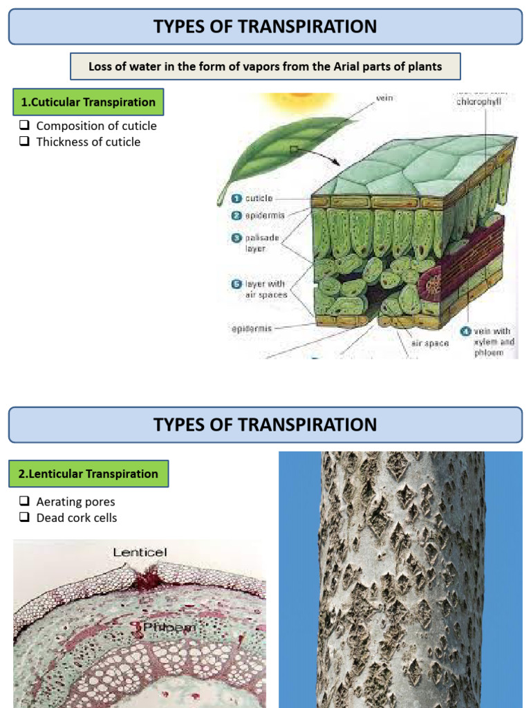 Types of Transpiration | PDF