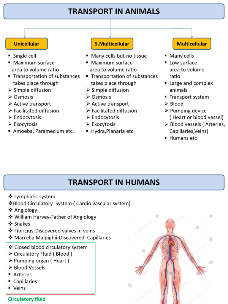 Transport in Animals | PDF | Lymphatic System | Atrium (Heart)