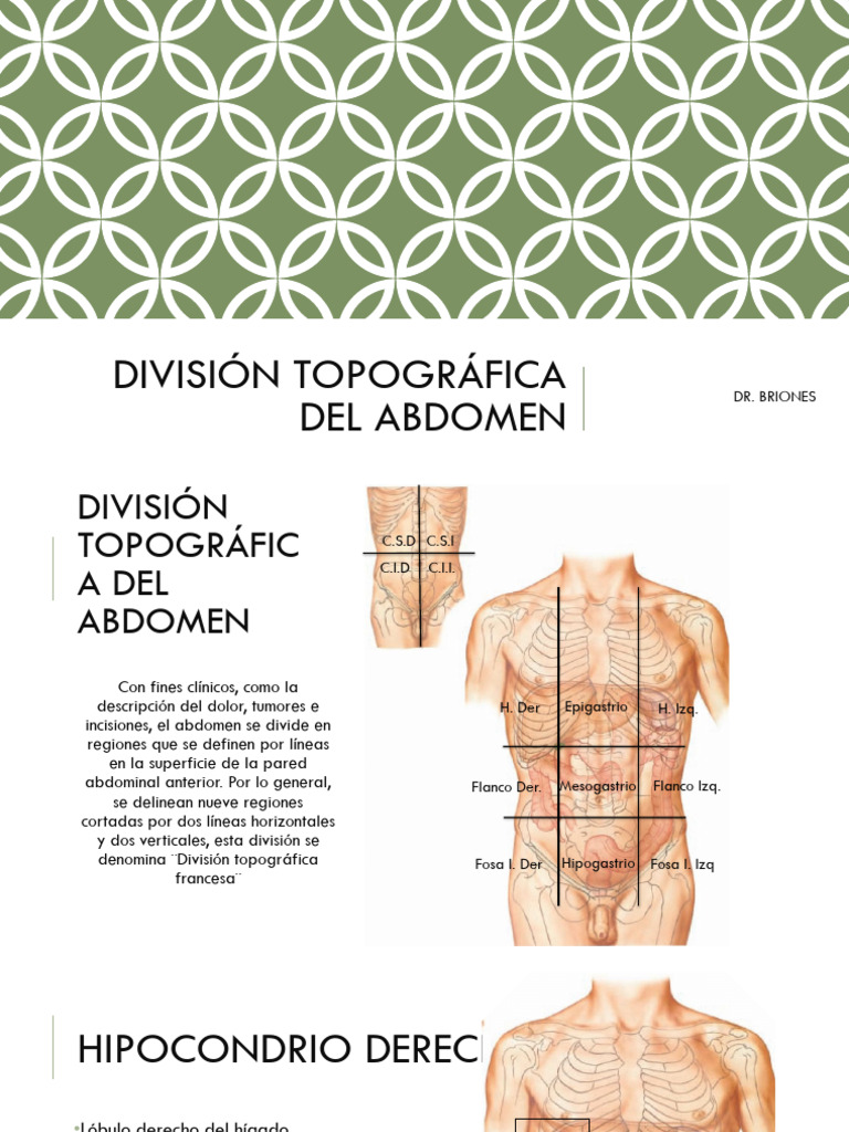 01-DivisiÃ N Topogrã¡fica Del Abdomen | PDF | Abdomen | Intestino grueso