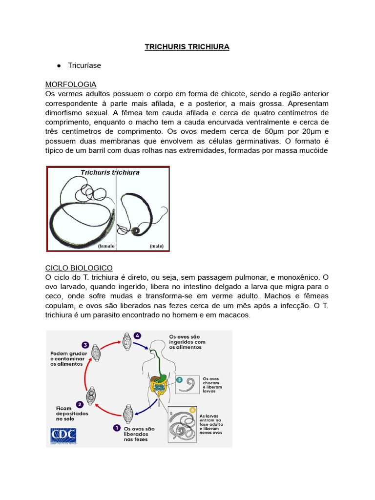 Trichuris Trichiura | PDF