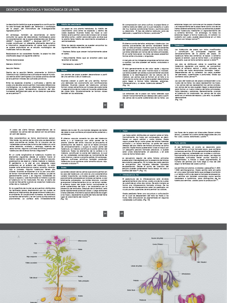 Botánica y Morfología de la Papa | PDF | Patata | Tallo de la planta