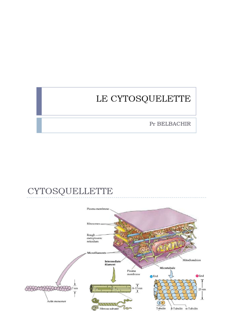 Rôle et Structure du Cytosquelette | PDF | Cytosquelette | Contraction ...