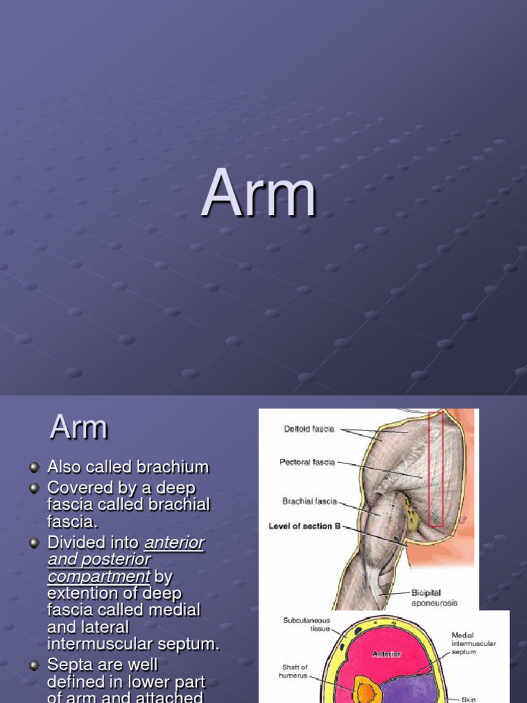 5.1. Arm anatomy | PDF | Arm | Elbow