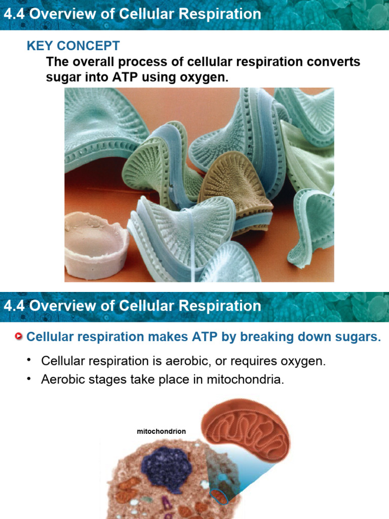 4.4 Overview of Cellular Respiration | PDF | Cellular Respiration ...