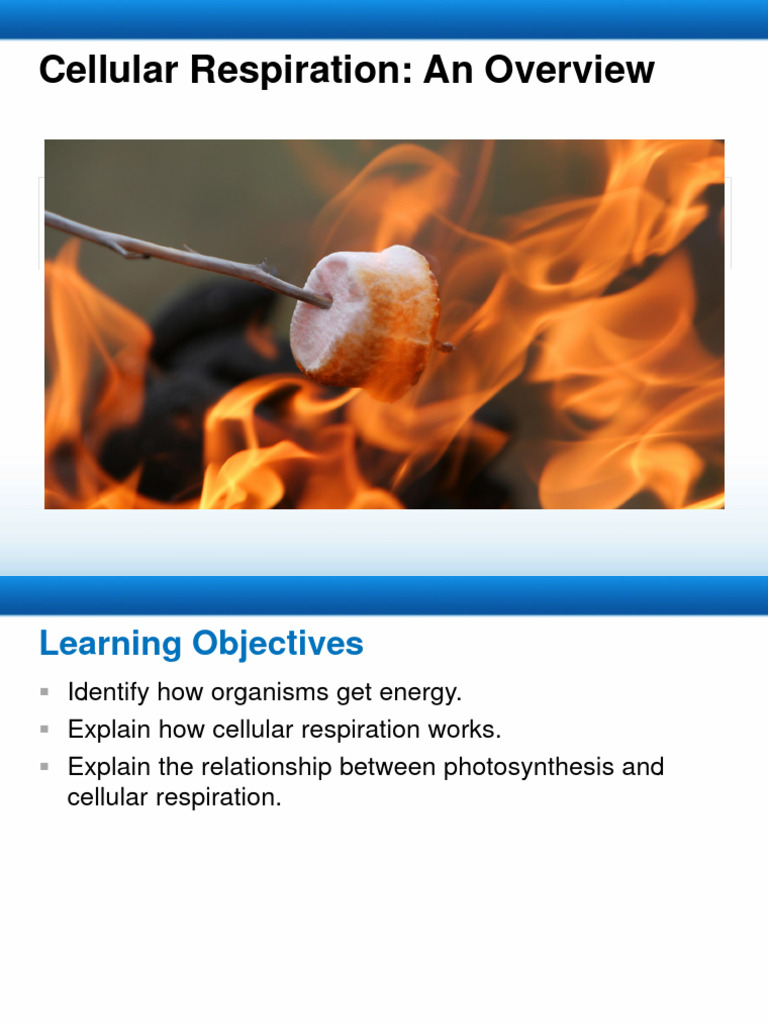 Chapter 10 Cellular Respiration | PDF | Cellular Respiration | Diet ...