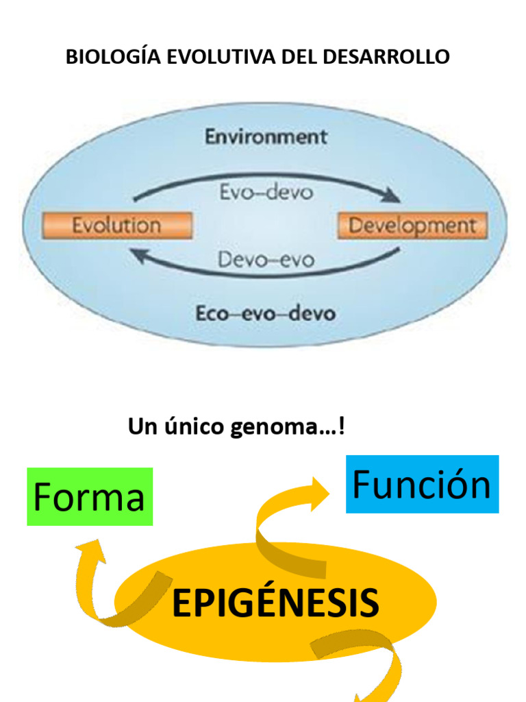 Eovoov | PDF | Gene | Evolución