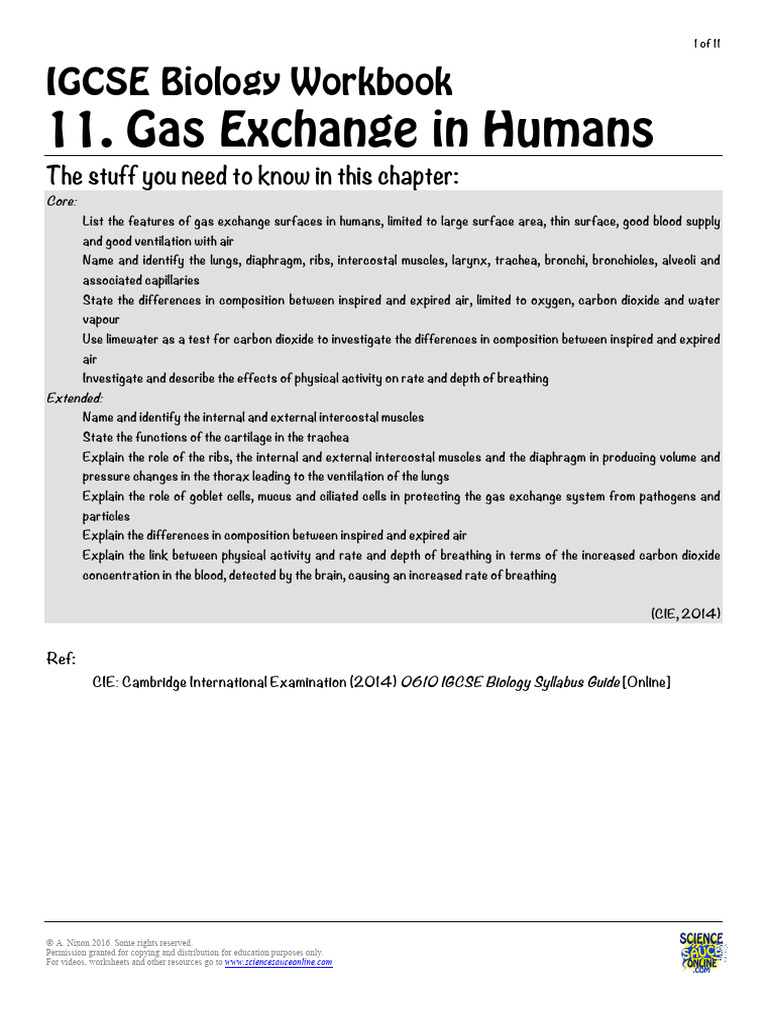 Gas Exchange in Humans | PDF | Breathing | Lung