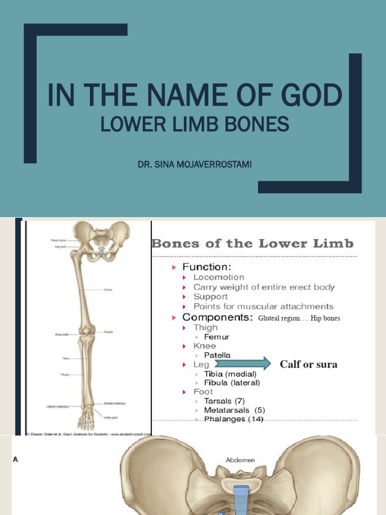 Bones of The Lower Limb-1 | PDF | Lower Limb Anatomy | Musculoskeletal System
