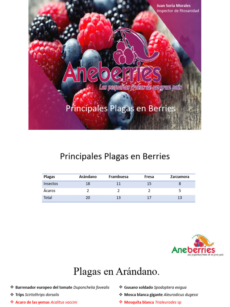 3 Plagas en Berries 2022-2023 | PDF