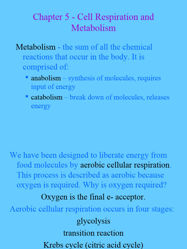 Chapter 5 - Cell Respiration and Metabolism | PDF | Cellular ...