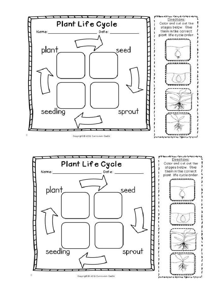 Y1 - [Y5] - Plant life cycle | PDF