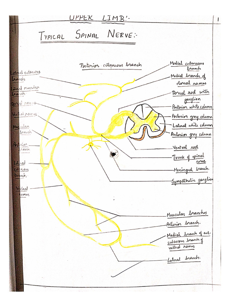 Upperlimb Gross | PDF | Arm | Joints