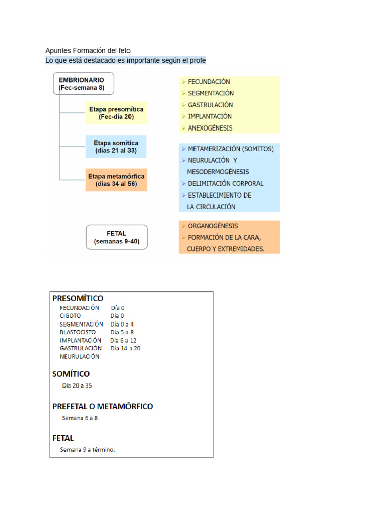 Apuntes Formación Del Feto | PDF | Embrión | Biología