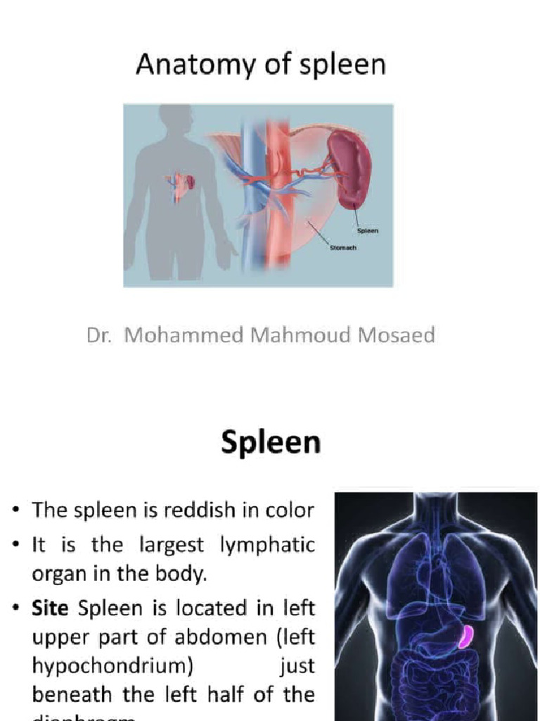 Anatomy of Spleenpptx 253321862 | PDF