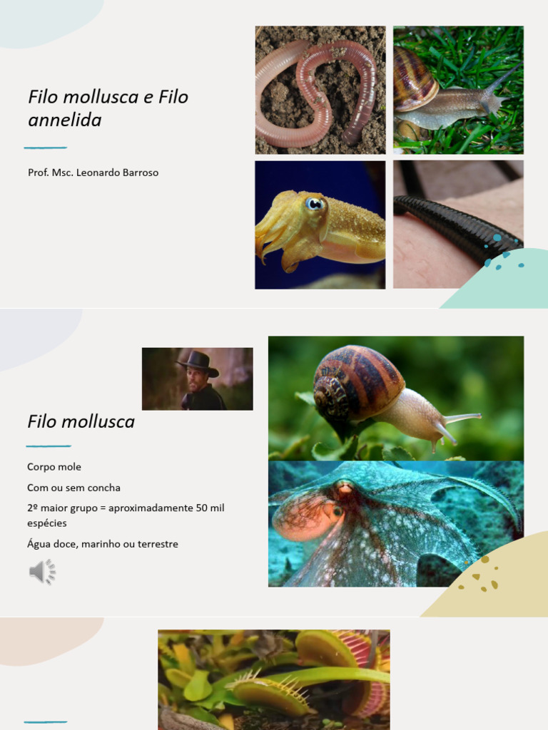 Filo Mollusca e Annelida: Características e Exemplos | PDF | Moluscos ...