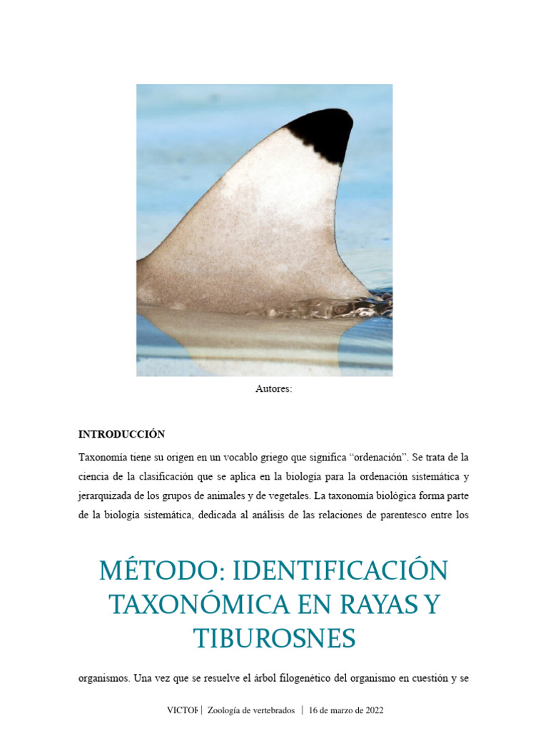 Guía Tiburones y Rayas (SEM 4) | PDF | Taxonomía (biología) | Biología