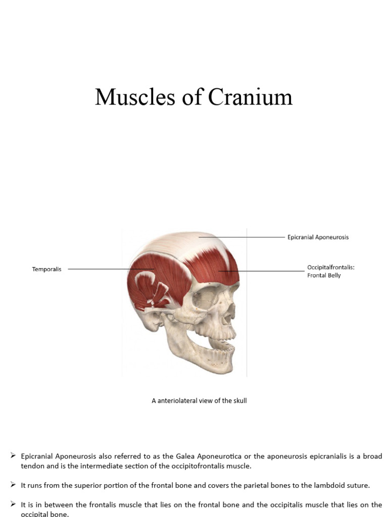 Cranial Muscles | PDF | Wellness