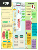 Digestión: Bolo, Quimo y Quilo | PDF | Digestión | Tracto gastrointestinal