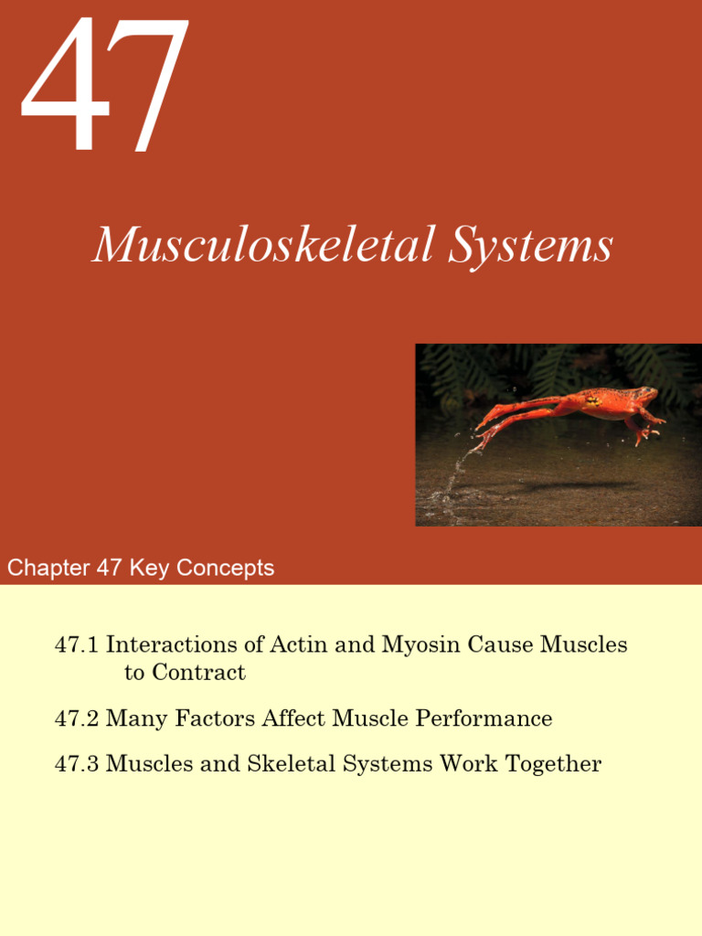 47 Musculoskeletal System | PDF | Muscle Contraction | Bone