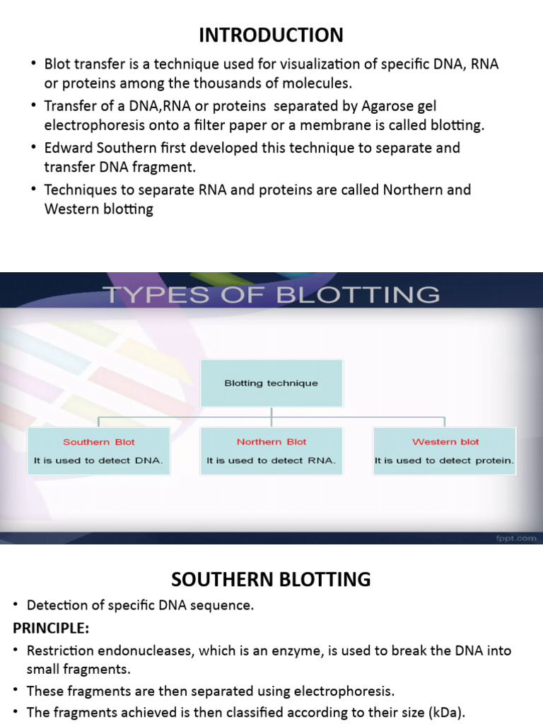 Blotting Techniques | PDF | Blot (Biology) | Western Blot