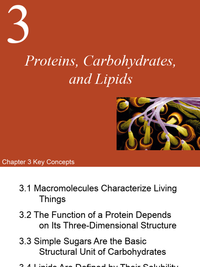 2-Proteins Carbs and Lipids | PDF | Protein Structure | Carbohydrates