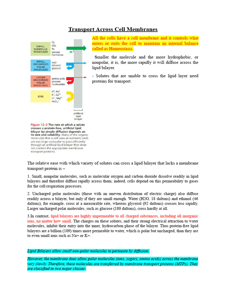 Lecture3 - Transport Across Cell Membrane | PDF | Endoplasmic Reticulum | Cell Membrane