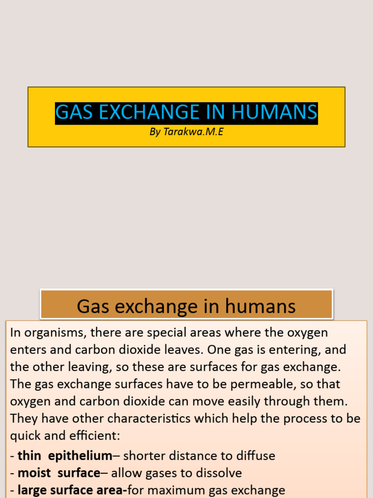 Gas Exchange in Humans | PDF | Respiratory Tract | Lung