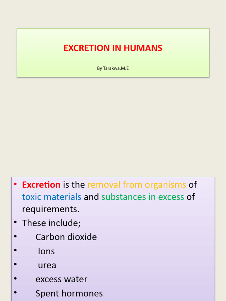 Excretion in Humans | PDF