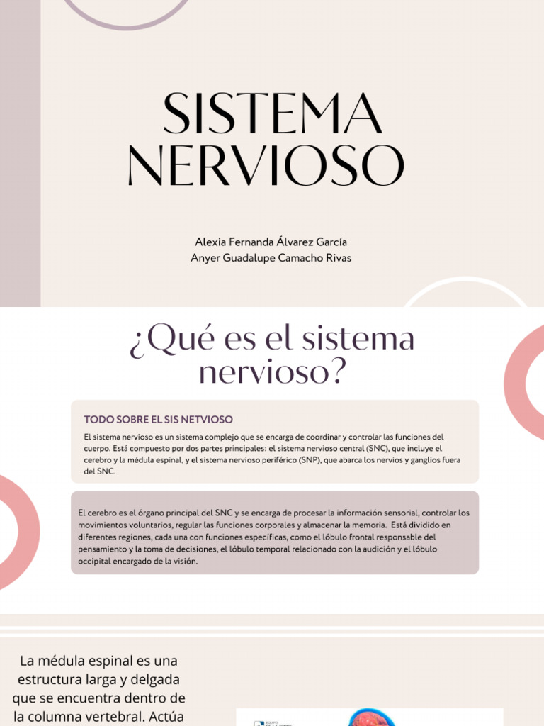 Sistema Nervioso | PDF