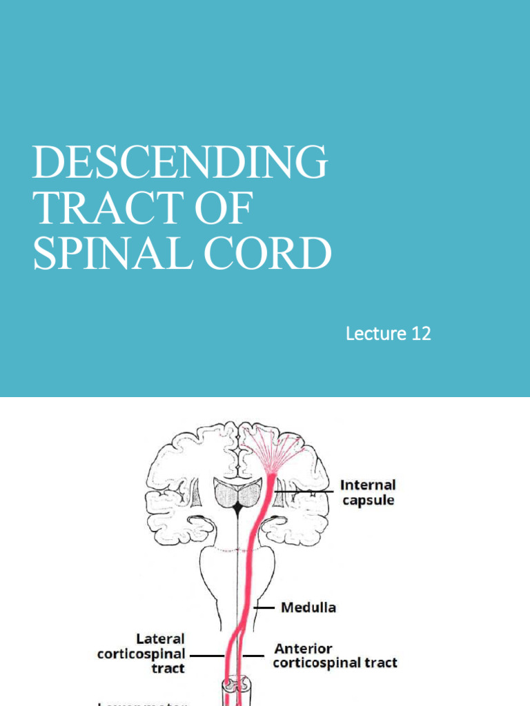 Overview of Descending Spinal Tracts | PDF | Brainstem | Motor Neuron