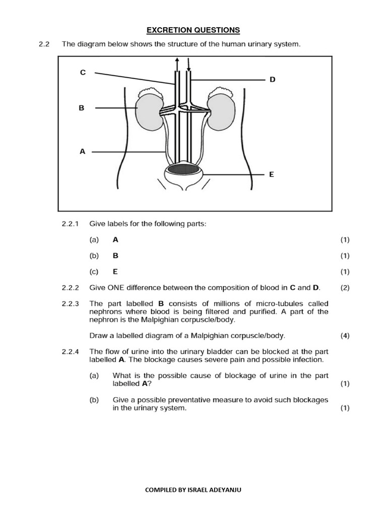 Excretion Questions Student's | PDF | Language Arts & Discipline