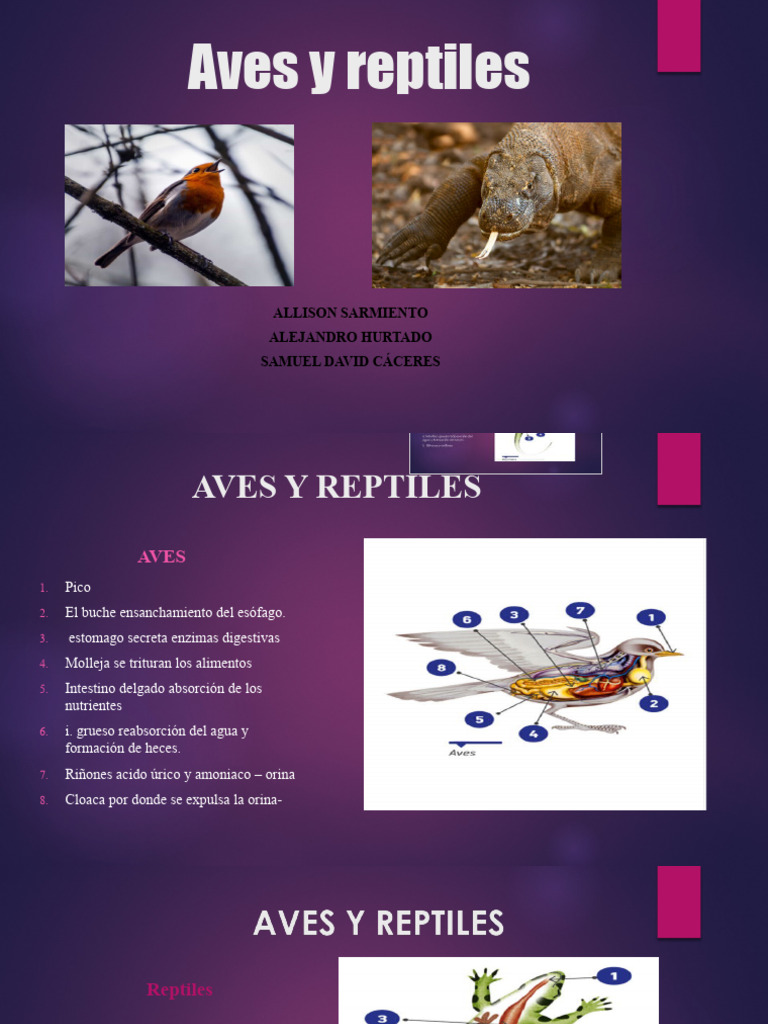 Aves y Reptiles | PDF