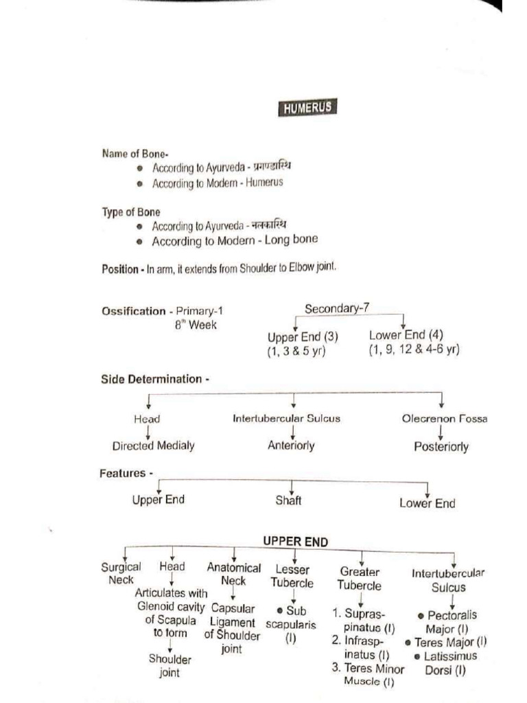 Humerus Notes Flow Chart | PDF