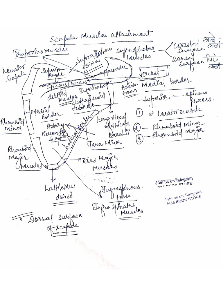 Scapula Attachments Short Notes | PDF