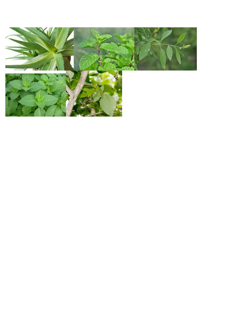 Phool Patti Ipbl | PDF