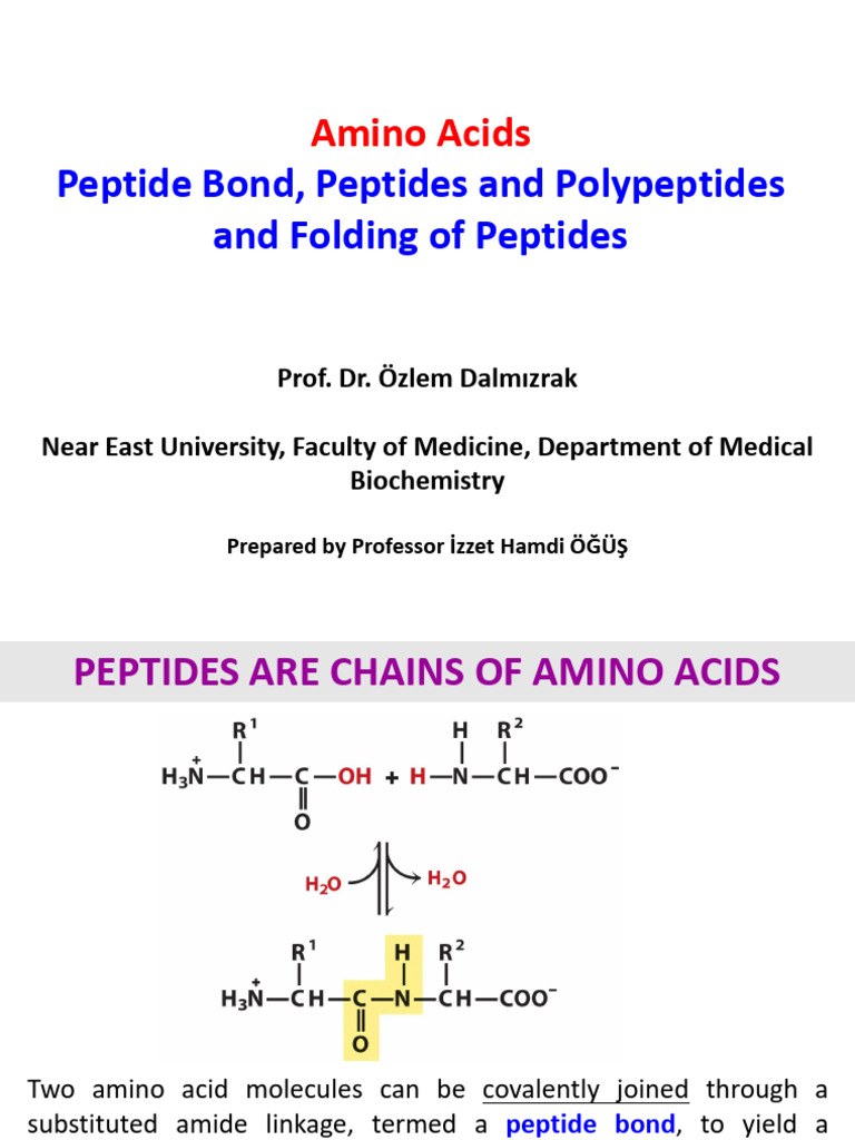 Peptides and Proteins | PDF | Protein Structure | Alpha Helix