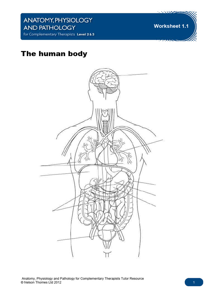 Human Body Organs Worksheet | PDF | Wellness