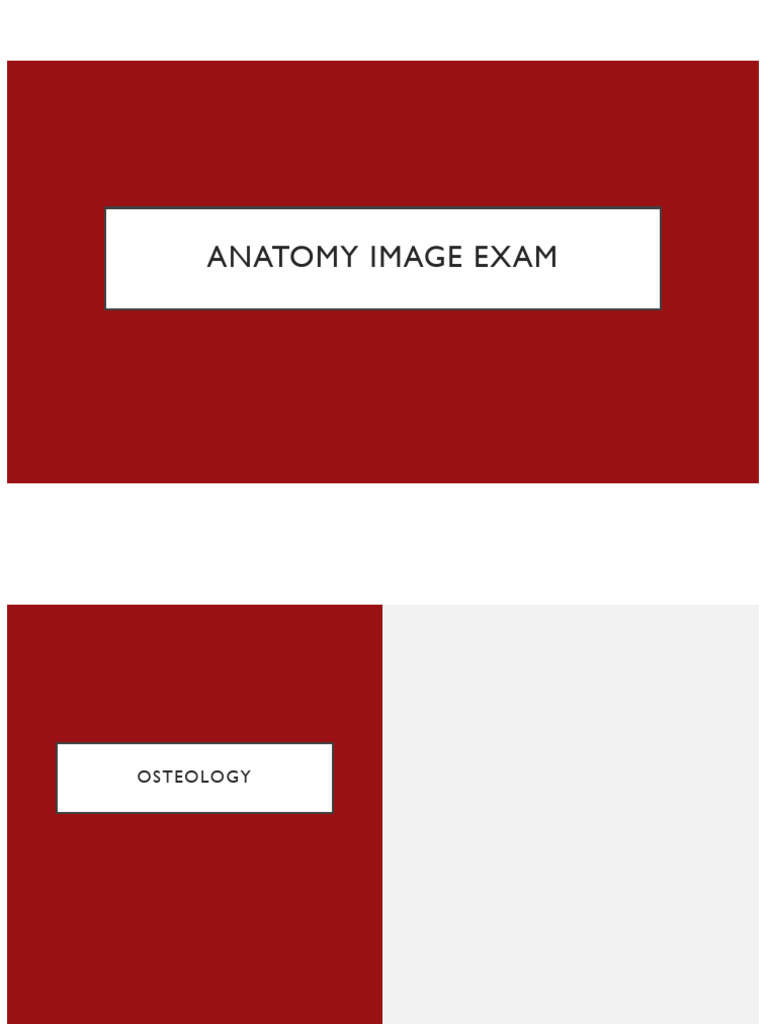 Anatomy Prac 2 2 | PDF | Common Carotid Artery | Vein