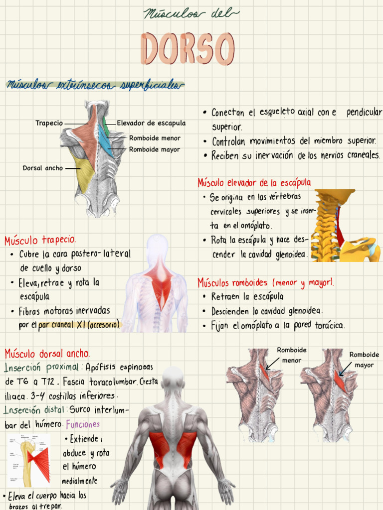 Músculos Del Dorso | PDF | La columna vertebral | Sistema esquelético